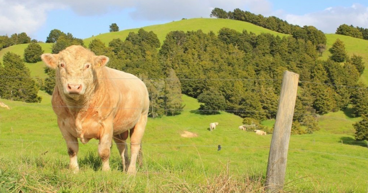 How to own your own farm in New Zealand